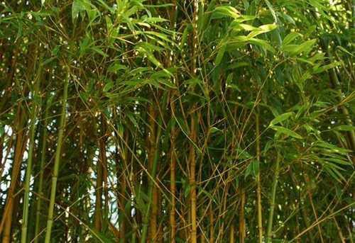 Корни бамбука, с ростками и почками