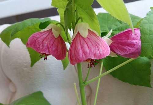 Абутилон комнатное растение цветок в горшке