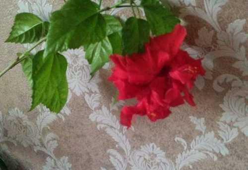 Гибискус махровый (китайская роза