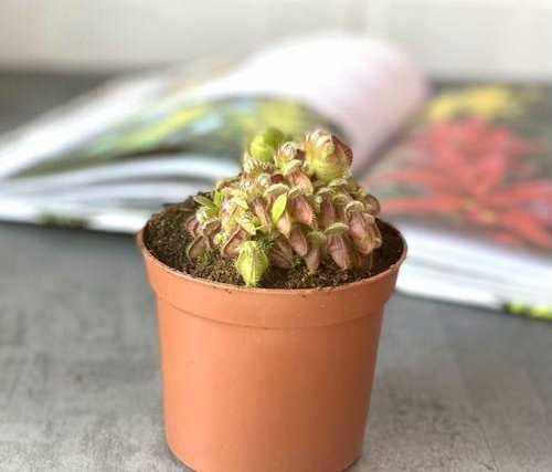 Цефалотус мешочковидный (лат. Cephalotus follicula