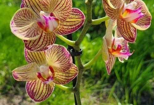 Орхидея фаленопсис ровелло,доставлю в нижний