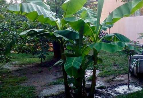 Саженцы банановой пальмы