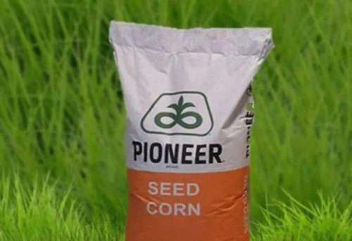 Гибриды кукурузы Пионер П8816
