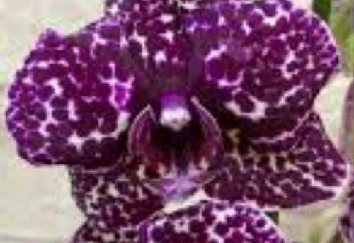 Орхидея Дикий кот