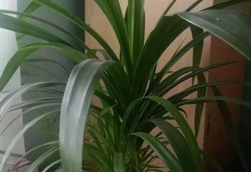 Пальма панданус(комнатное растение)