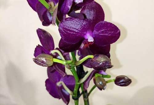 Орхидея фаленопсис Relex, ароматный плотный воск