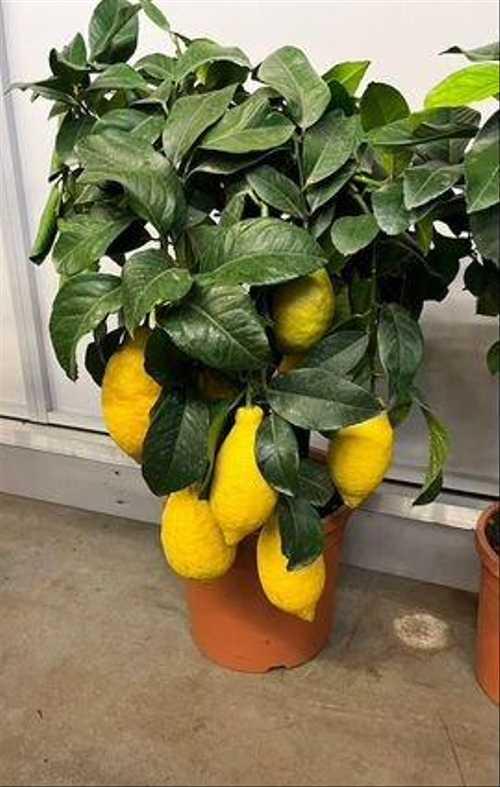 Лимонное дерево Италия 70 см комнатный