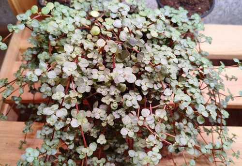 Пилея ливанская (Глаука) Pilea Glauca