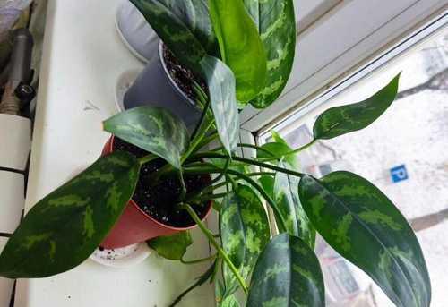 Аглаонема Мария / Aglaonema Maria