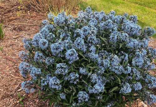 Амсония иволистная (Amsonia tabernaemontana)