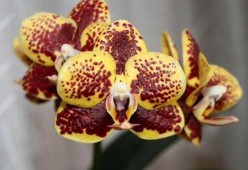 Орхидея Фаленопсис и дендробиум