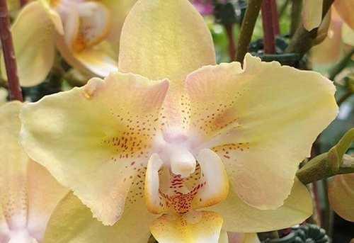 Орхидея Sogo Mandala (peloric - 2 eyes)