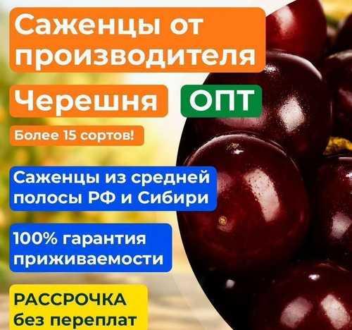 Саженцы черешни. Оптом с доставкой по РФ