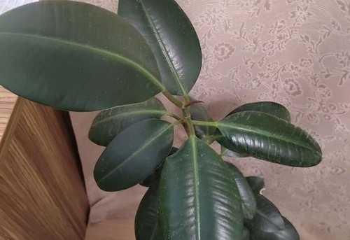 Растение Фикус эластика Хлоя/Chloe, 100 см
