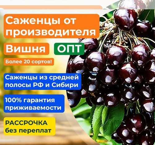 Саженцы вишни, опт