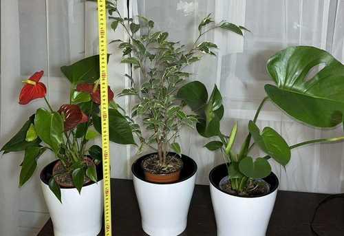 Комнатные растения для дома и офиса комплект