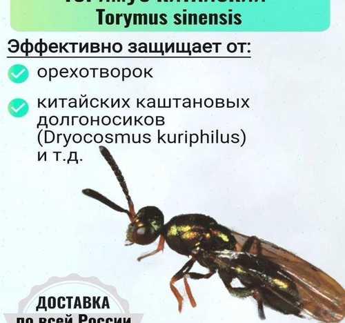 Торимус Китайский от Орехотвороток и Каштановых до