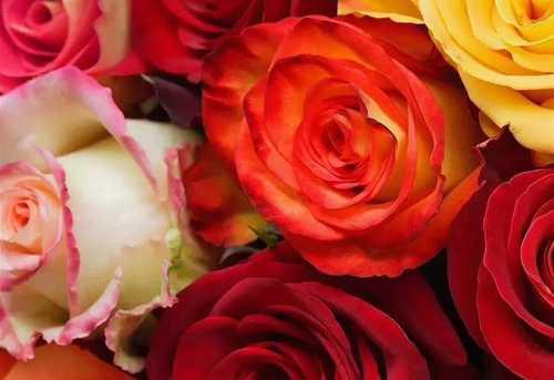 Розы Эквадор. Доставка цветов и букетов