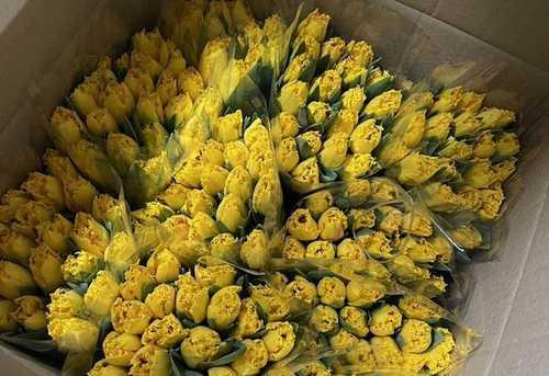 Тюльпаны желтые оптом и в розницу