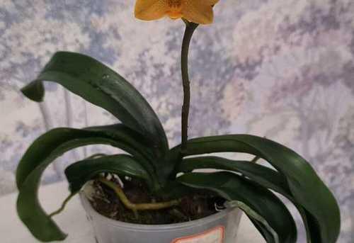 Орхидея Ирен добкин