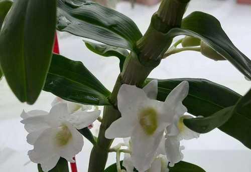 Орхидея дендробиум детка
