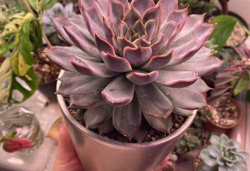 Суккуленты Echeveria орион, пулидонис, snow bunny