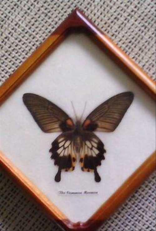 Картина Коллекционная Бабочка сommon25смх 25см