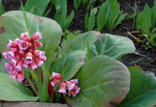 Гелениум, Бадан