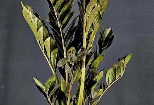 Растение замиокулькас чёрный, D-21 высота 80 см