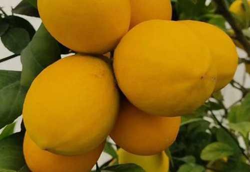 Саженцы лимонов