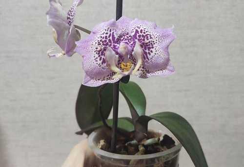 Орхидея фаленопсис бабочка сого даймонд
