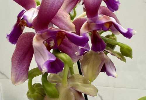 Орхидея Лиодоро ароматная бабочка