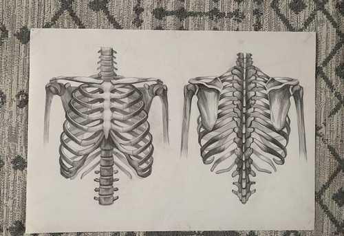 Рисунки по пластической анатомии
