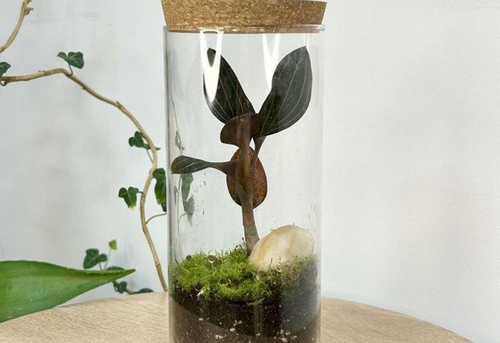 Флорариум с орхидеей