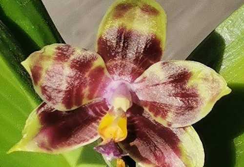 Орхидея фаленопсис MCL147(MA0563 )