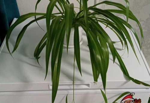 Хлорофитум комнатное растение с горшком
