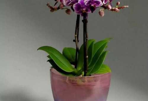 Кашпо стеклянное для орхидей