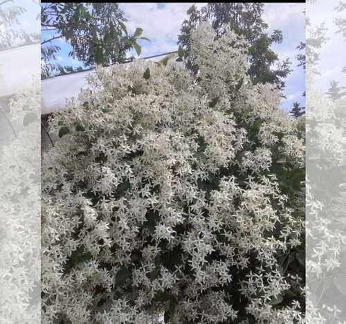 Цветы уличные многолетние