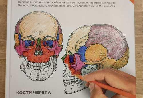 Анатомия человека