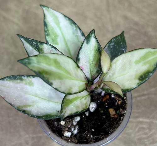 Хойя Nabawanensis Variegata