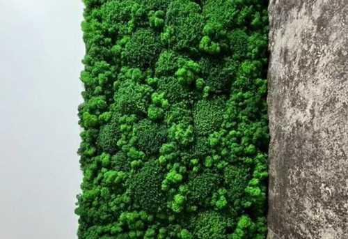 Вечно зеленый мох для рейка кашпо панно спилы