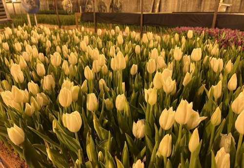 Белые Тюльпаны "Сноуборд" к 14 февраля опт букеты