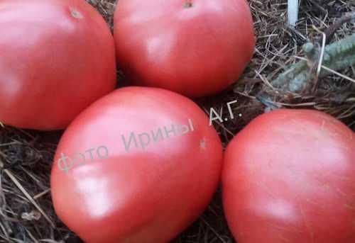 Семена сортовых томатов. Красные крупноплоды