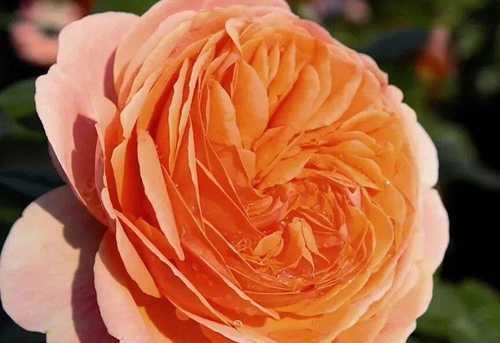 Английские розы кустовая сорт сорт чиппендейл