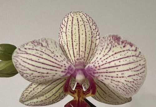 Орхидея фаленопсис полосатый