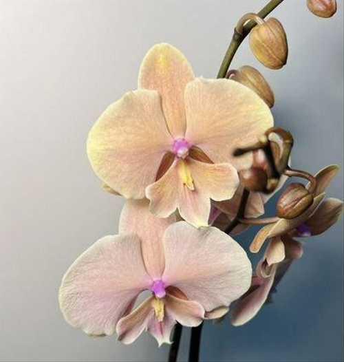 Орхидея Биглип осенний ветер