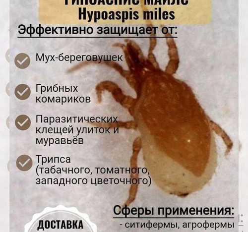 Гипоаспис майлс (Hypoaspis miles)