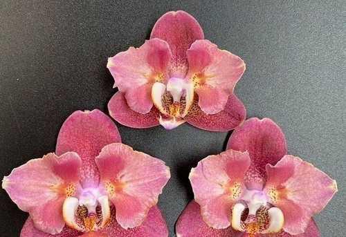 Орхидеи Кобрион, шоколад от
