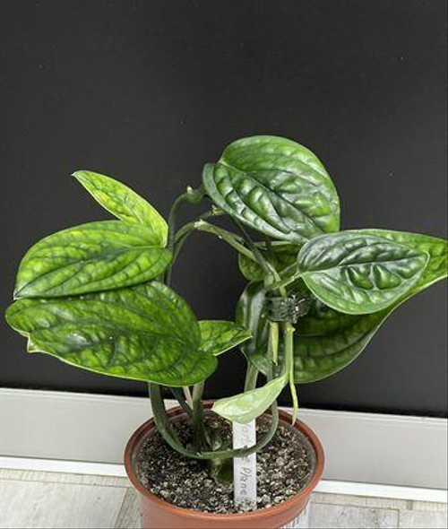 Epipremnum Pinnatum Marble Planet)