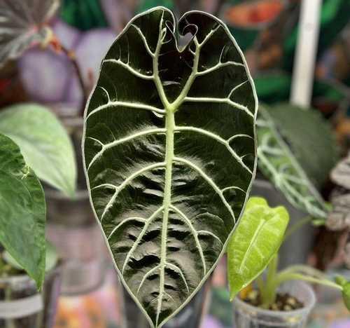 Клубни Alocasia Watsoniana ripples